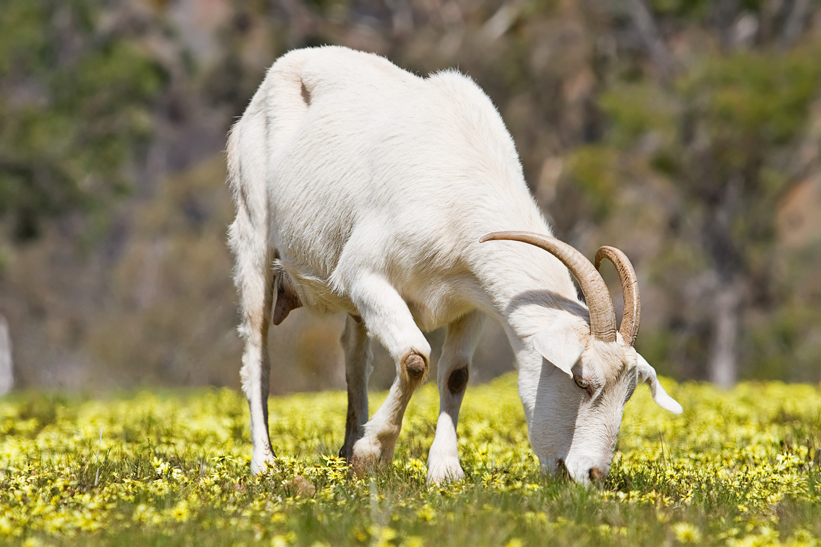 PET POINT Domaće Životinje Domaća koza (Capra aegagrus hircus)