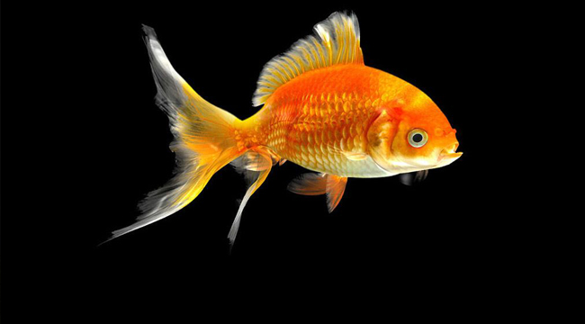 PET POINT - Zlatna ribica (lat. Carassius auratus auratus)