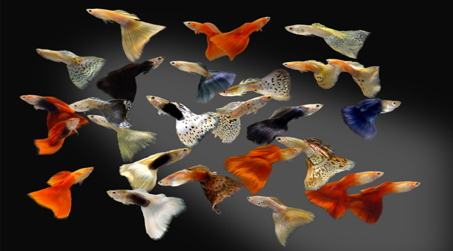 AKVARISTIKA - Guppy (gupi) lat. Poecilia reticulata