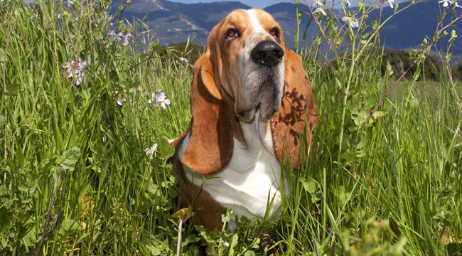 PET POINT - PSI Američki baset (Basset Hound)