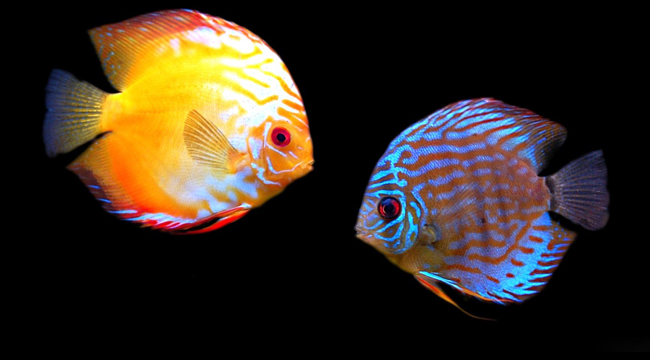 PET POINT - AKVARISTIKA Diskus (Symphysodon aequifasciatus) Discus