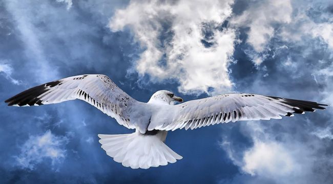 PET POINT - DIVLJE ŽIVOTINJE Galeb (Laridae) - Srebrnasti galeb