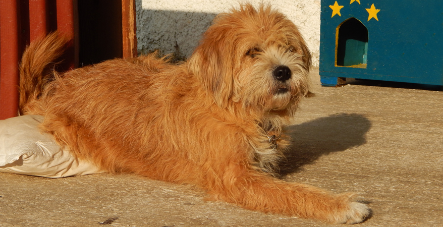 Pas Medo se preko noći našao na ulici