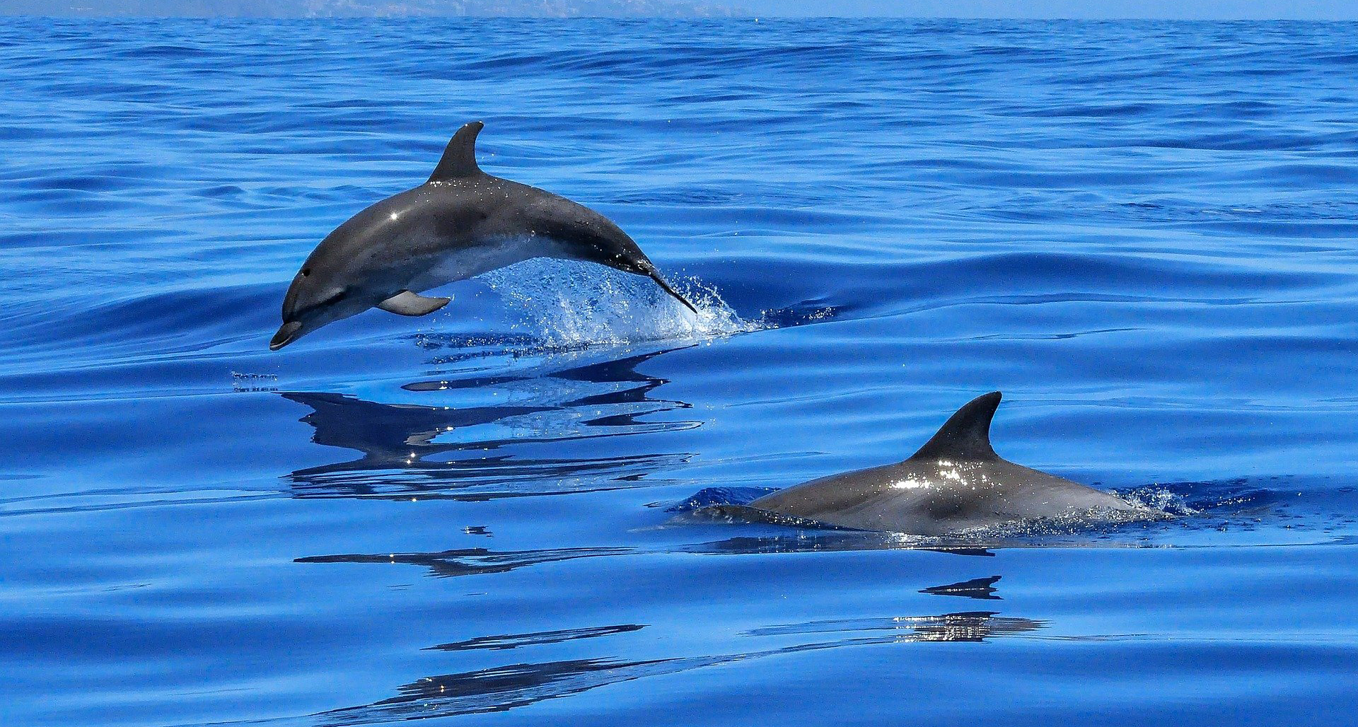 Naš dobri dupin - Pet Point